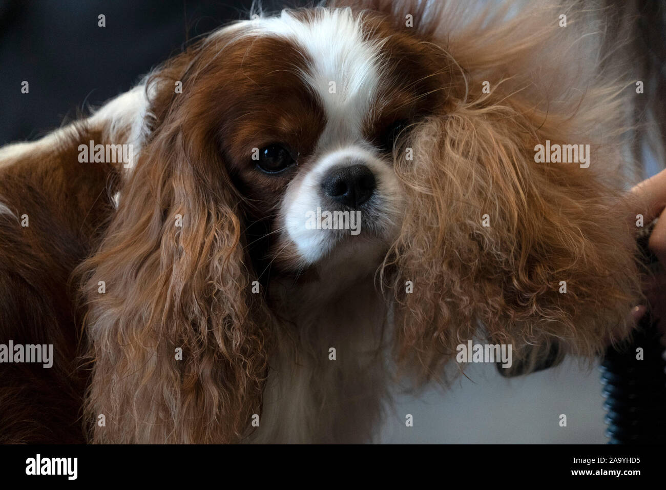 Curry combed hi-res stock photography and images - Alamy