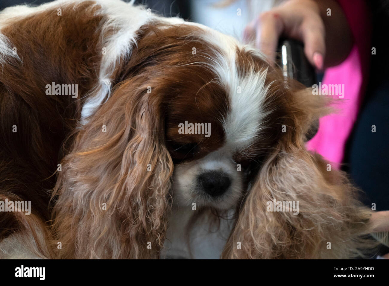 Chevalier king dog being combed close up portrait Stock Photo - Alamy