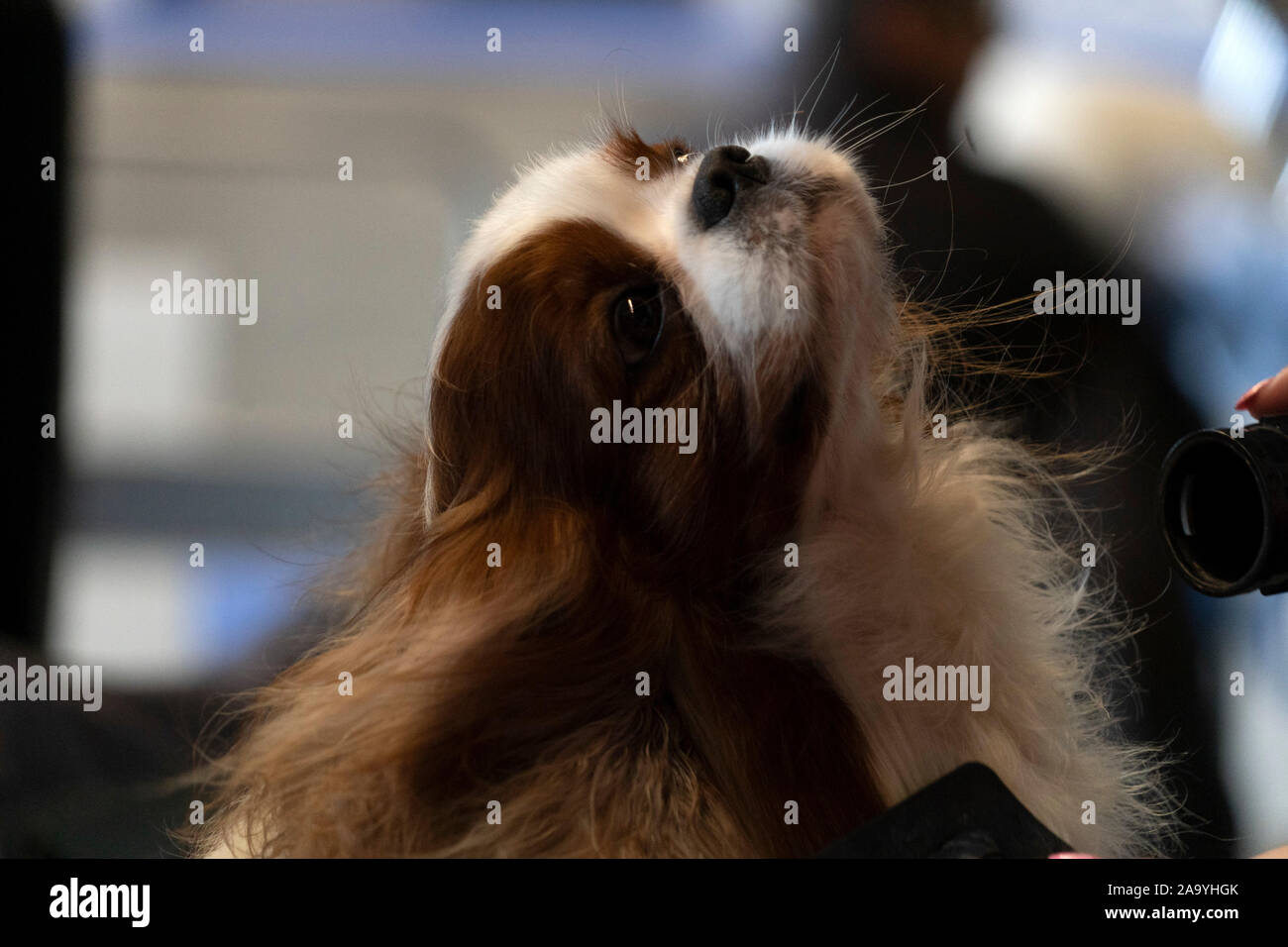 Curry combed hi-res stock photography and images - Alamy