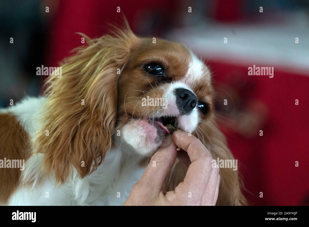Chevalier king dog eating a snack from human hand close up portrait ...