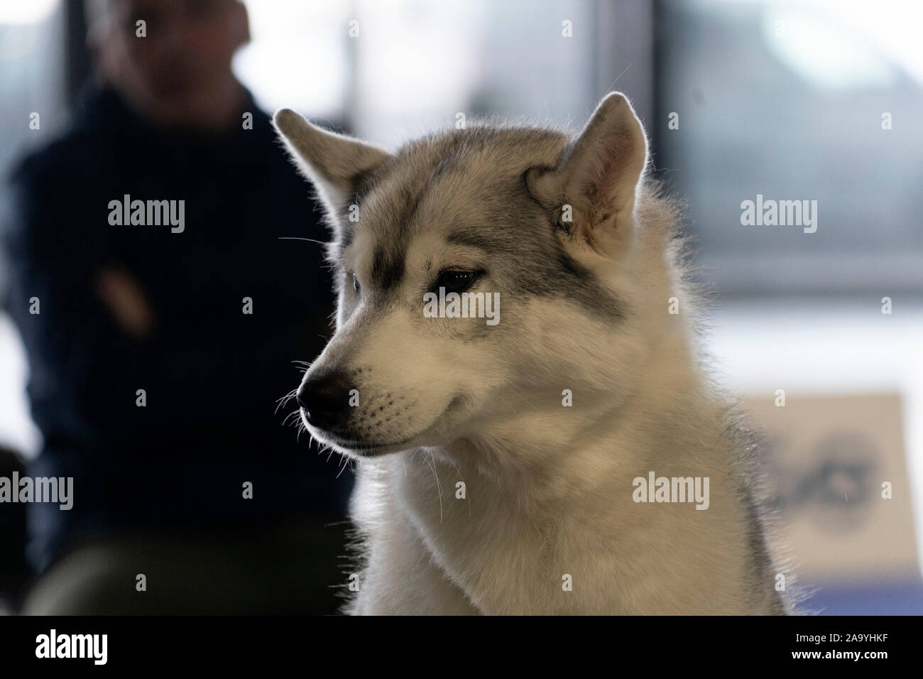 Alaskan malamute dog portrait look at you Stock Photo - Alamy