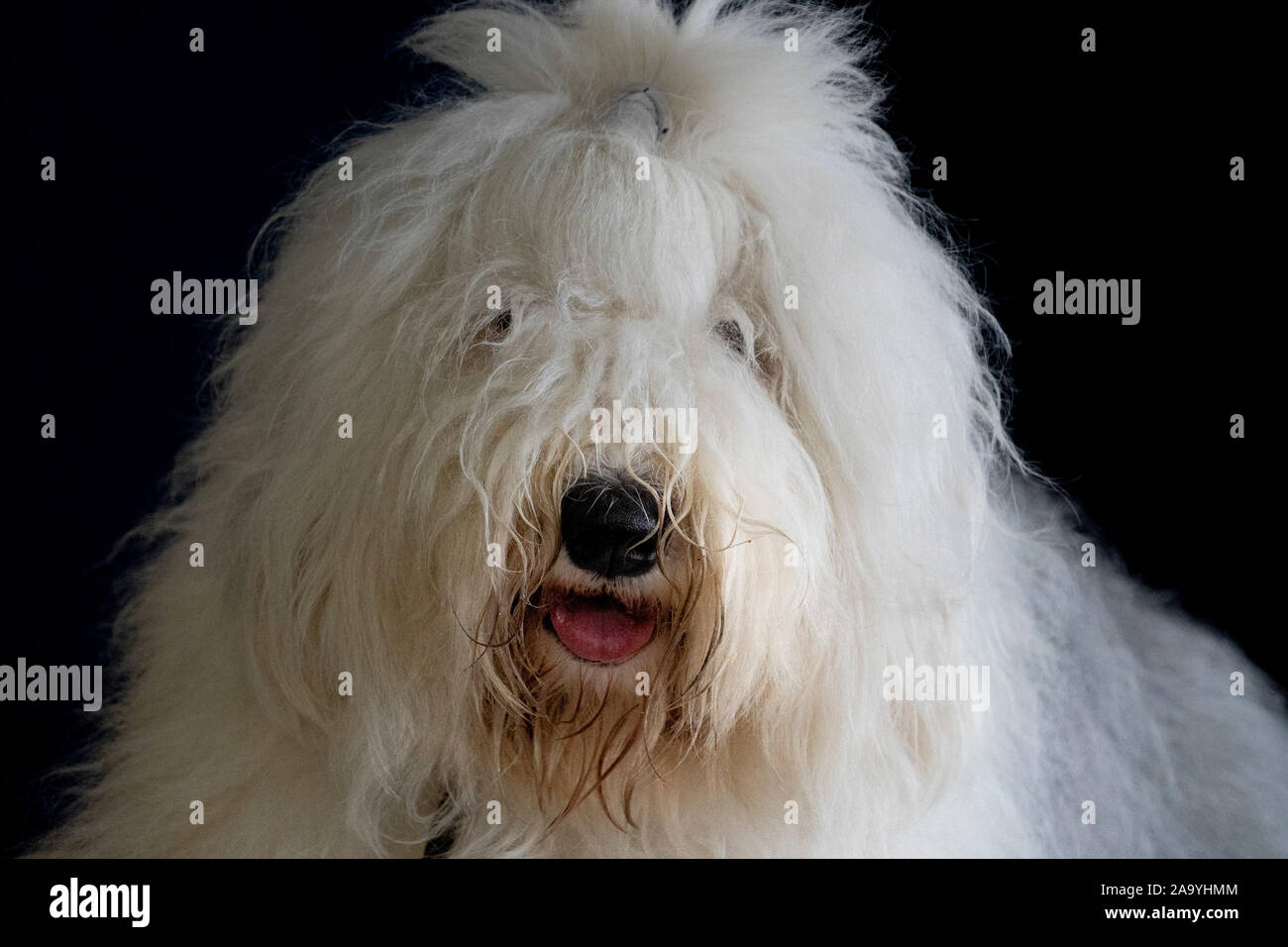 Bobtail indoors hi-res stock photography and images - Alamy