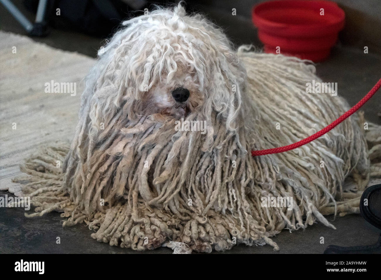 Rastafarian dog hi-res stock photography and images - Alamy