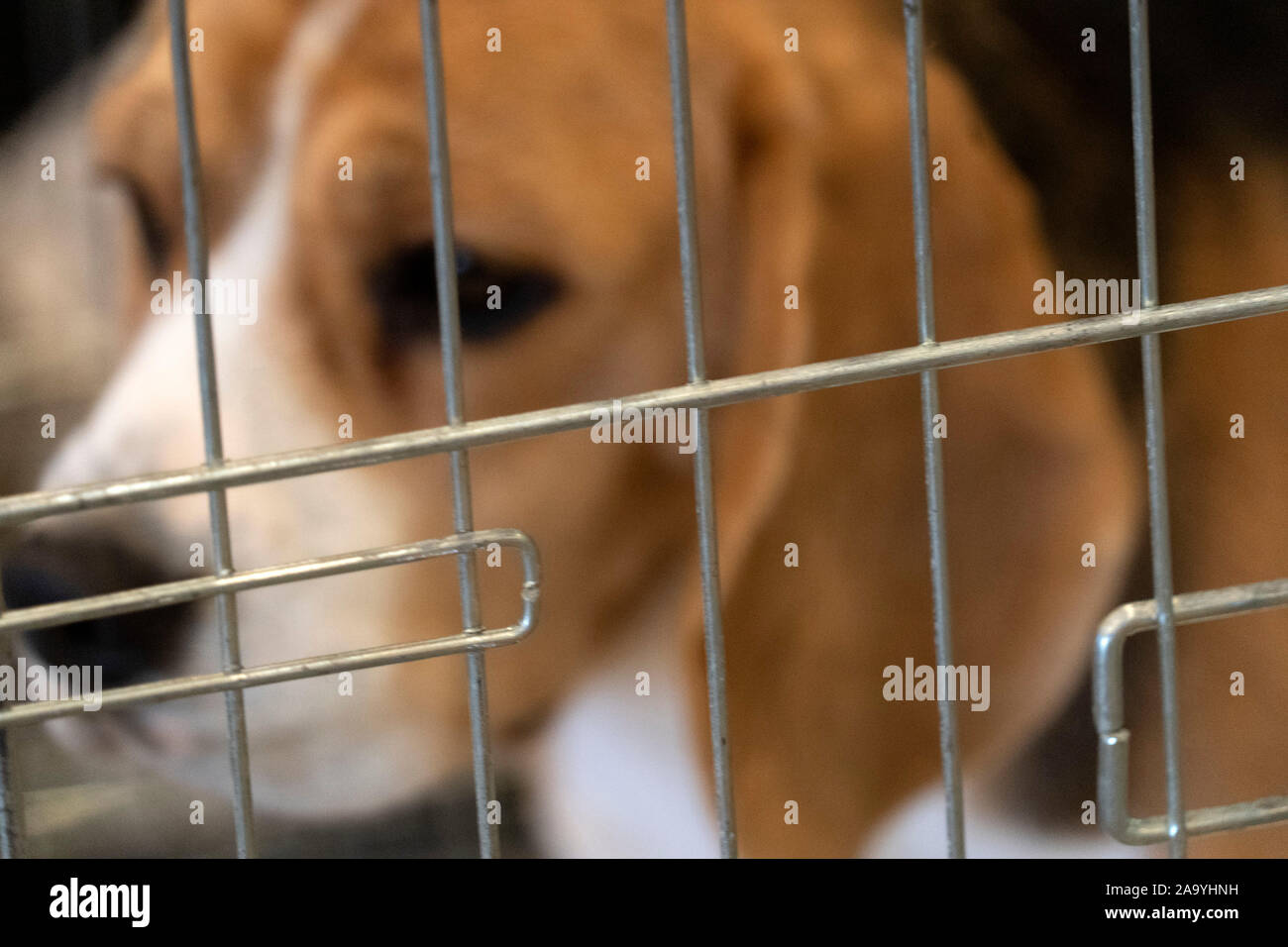 Animal Testing Cage Stock Photos & Animal Testing Cage Stock Images - Alamy