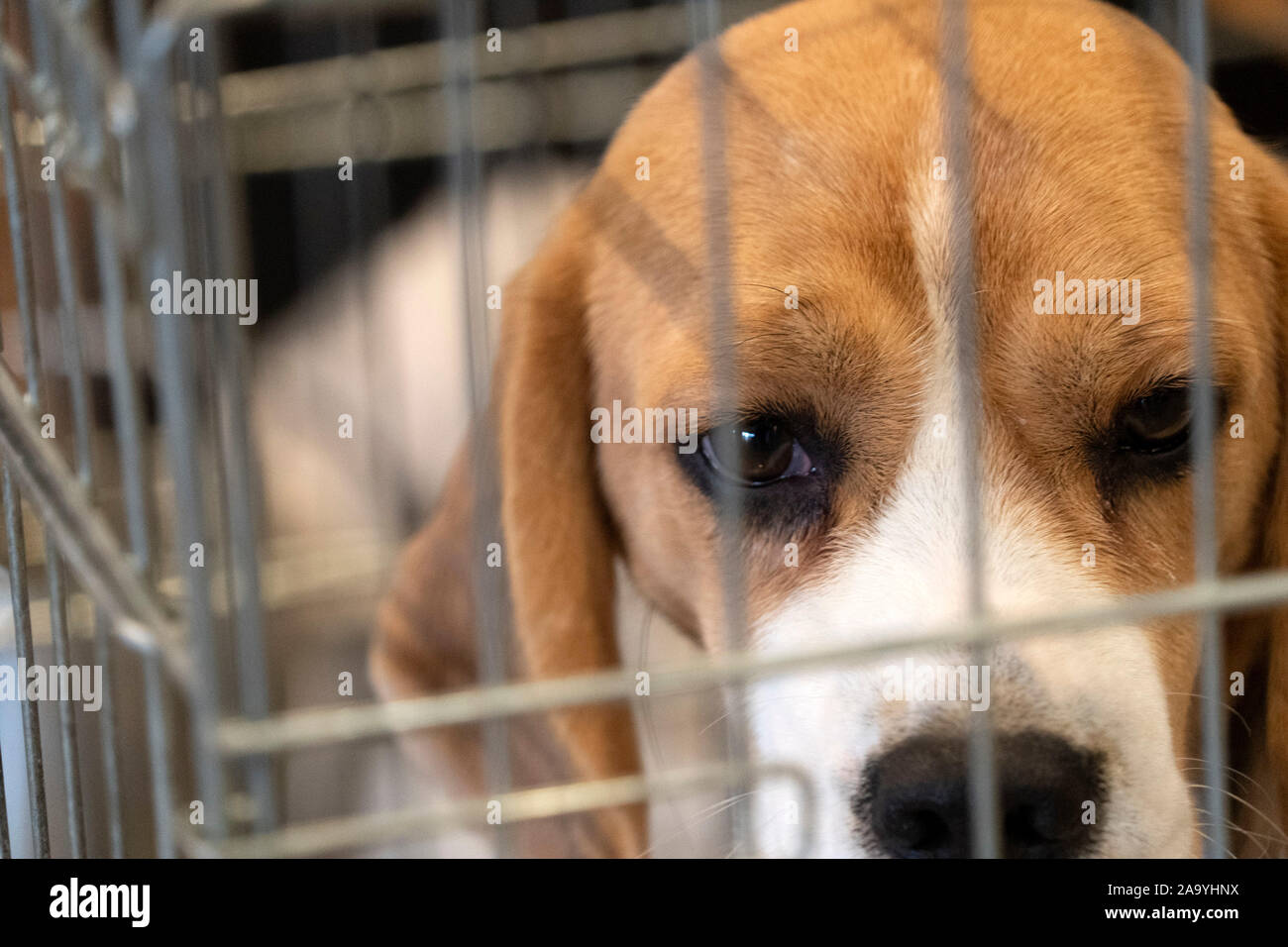 Animal Testing Cage Stock Photos & Animal Testing Cage Stock Images - Alamy