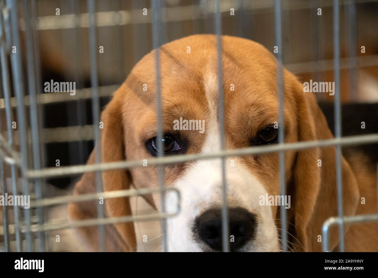 Beagle in cage hi-res stock photography and images - Alamy