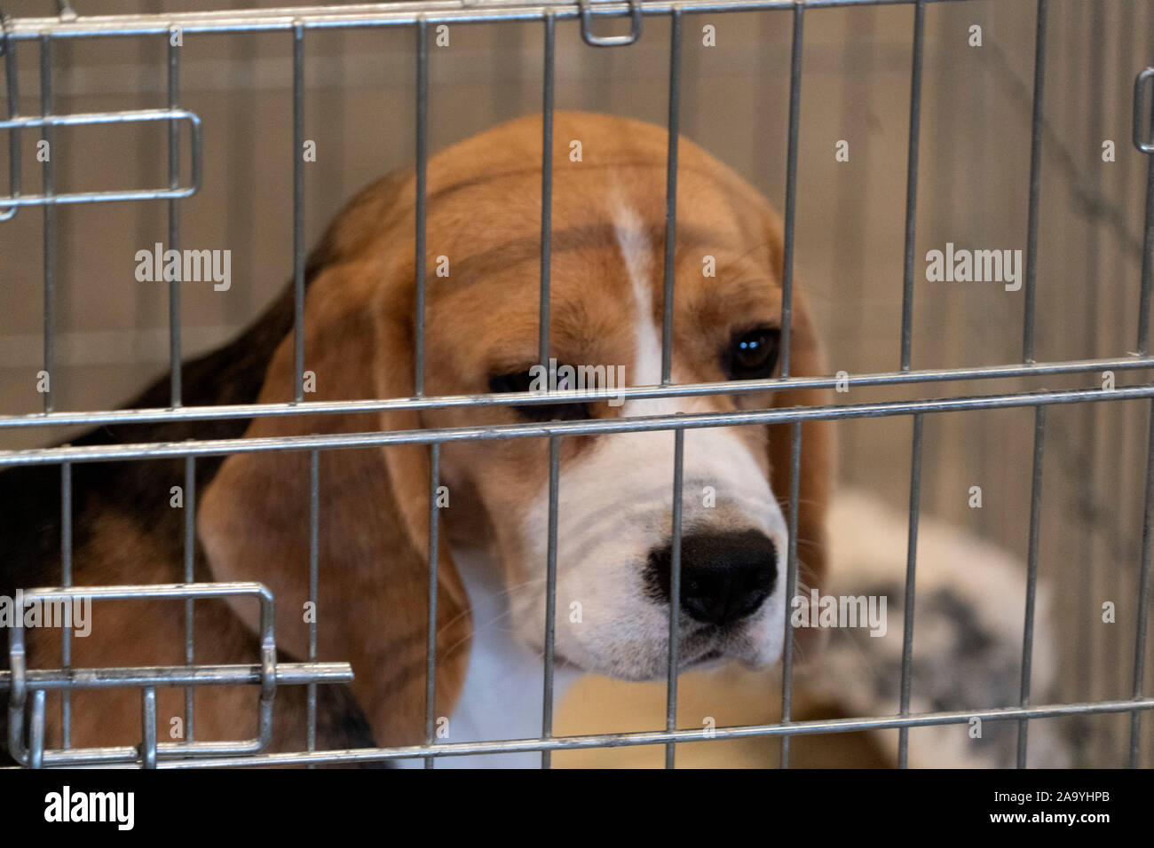 Beagle dog in a cage for experiment Stock Photo - Alamy