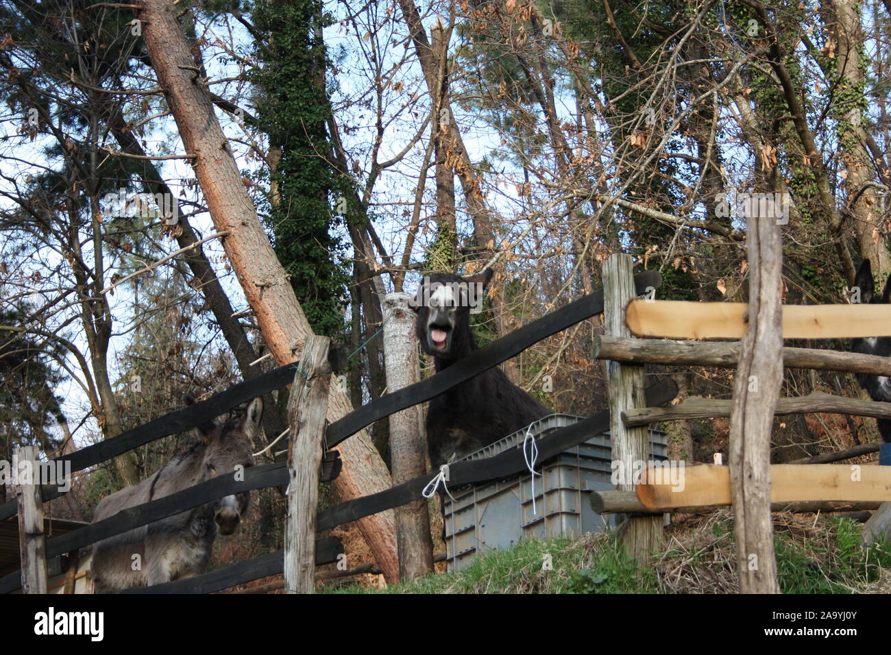 a group of young white, gray and brown little donkeys locked up in ...