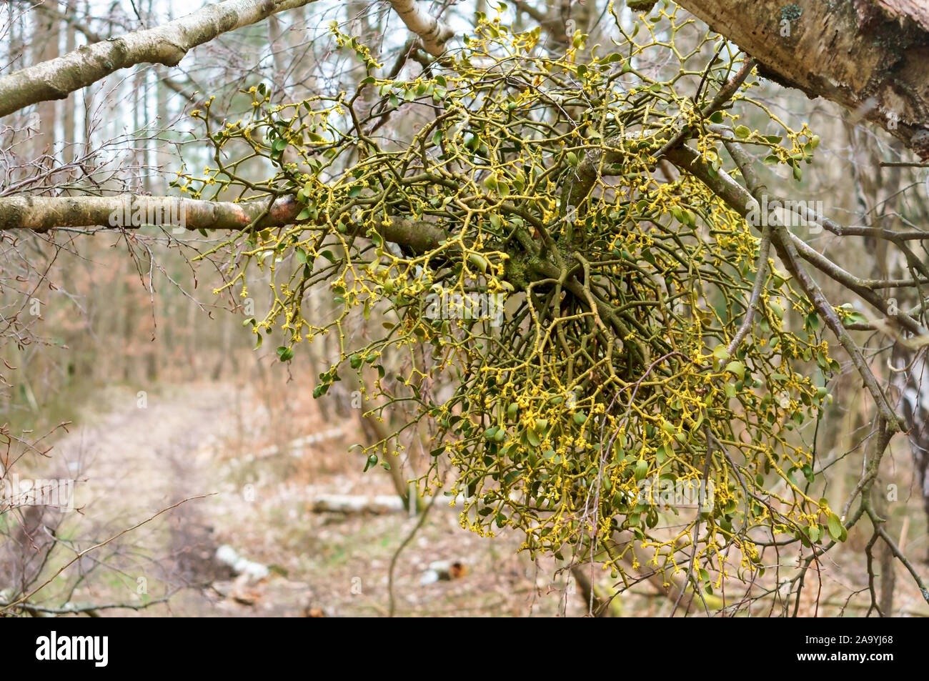 mistletoe on a birch, the plant parasite mistletoe Bush Stock Photo - Alamy