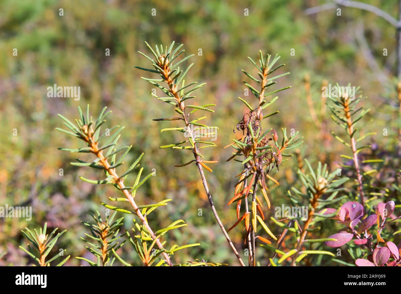 Labrador Tea Plant High Resolution Stock Photography and Images - Alamy