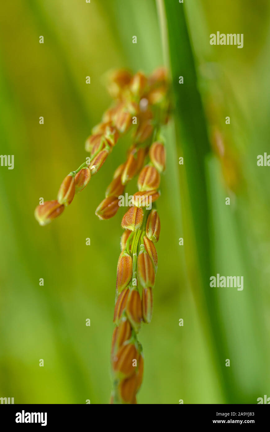 Panicle rice plant hi-res stock photography and images - Alamy