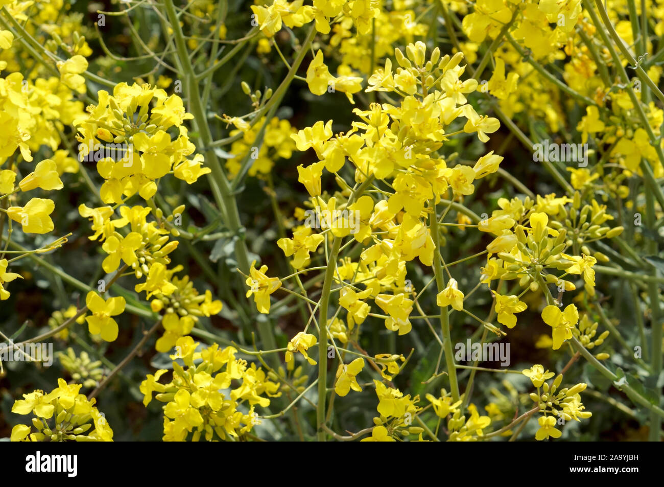 the plant is canola, the rapeseed stems, blooming canola Stock Photo ...