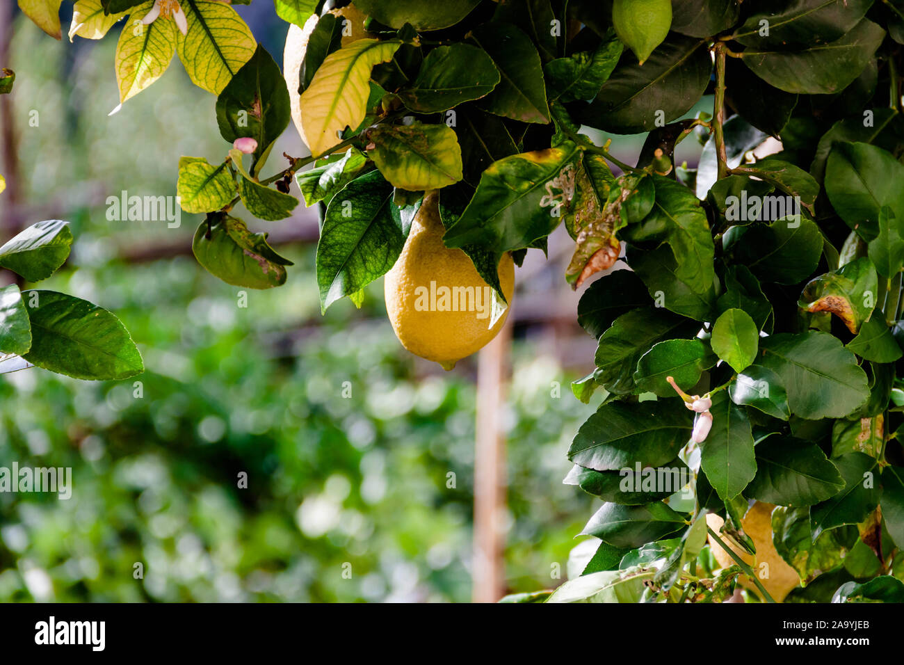Beautiful yellow color lemons on tree hanging. Gardening harvesting ...