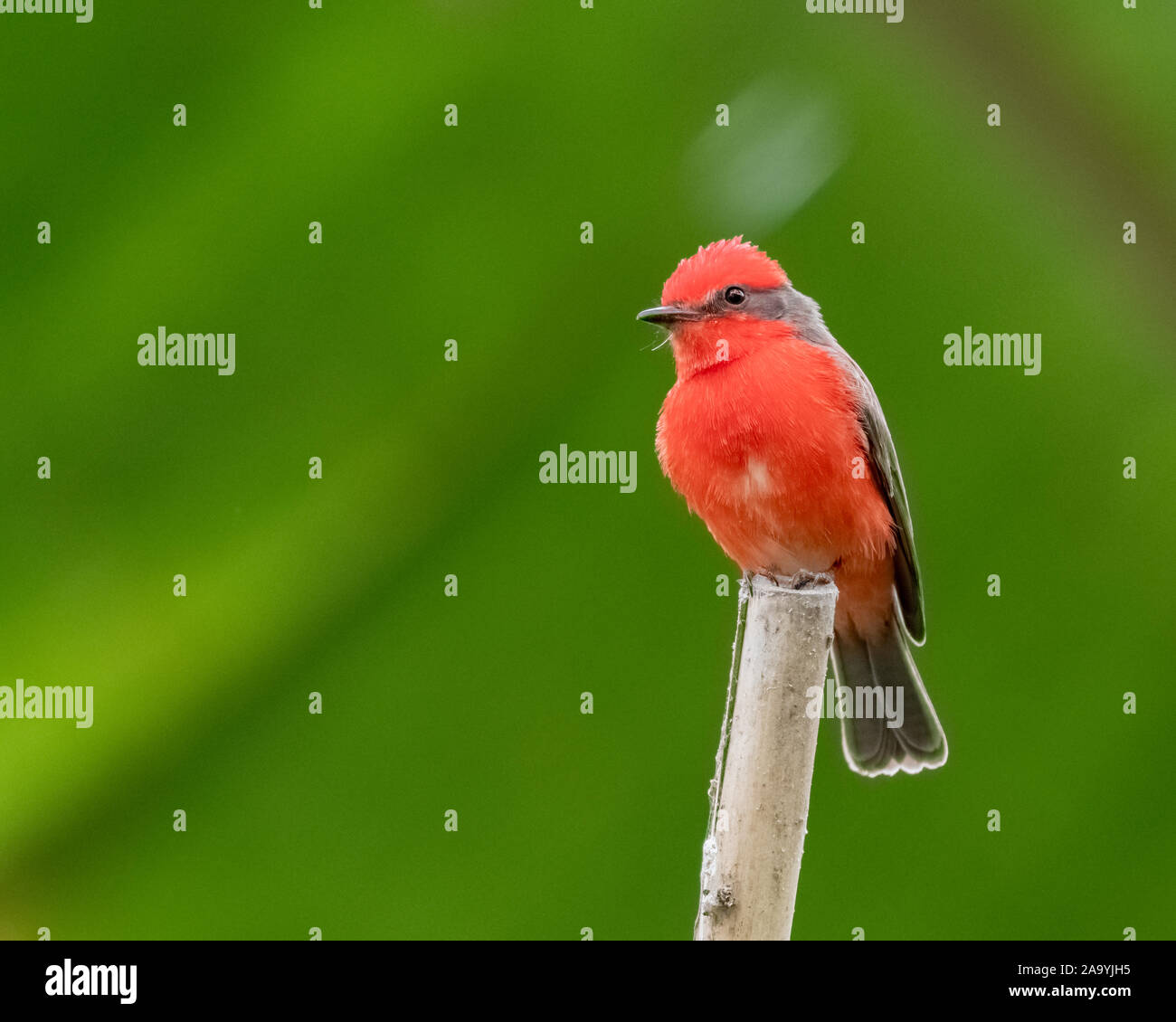 Vermillion red hi-res stock photography and images - Alamy
