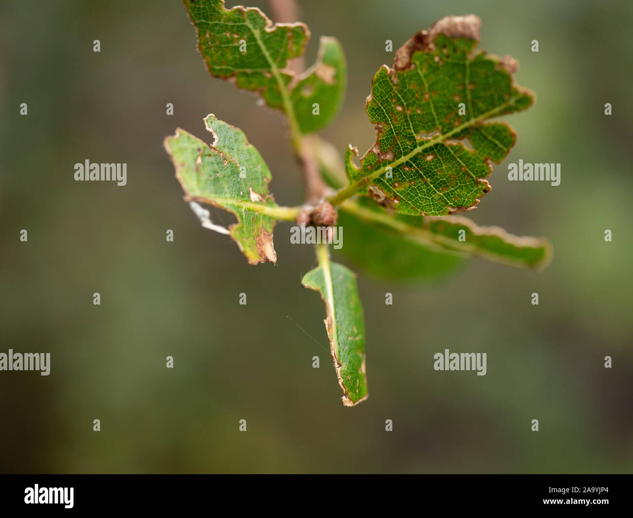 Insect damage hi-res stock photography and images - Alamy