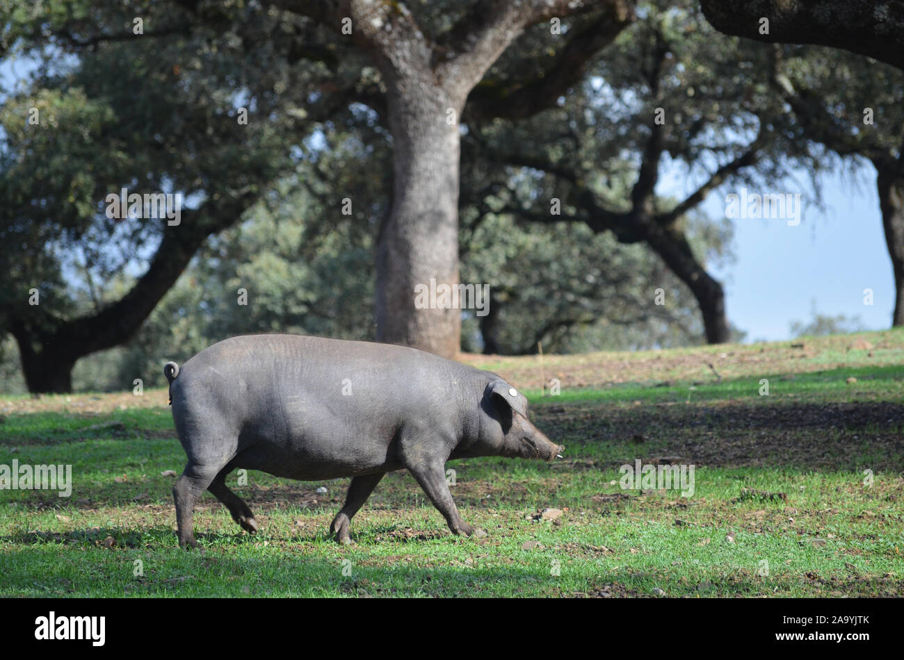 Native to the southern iberian peninsula hi-res stock photography and ...