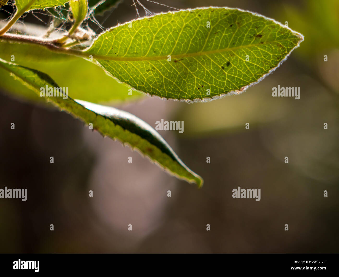 Spider web covered leaf illuminated by forest light Stock Photo - Alamy