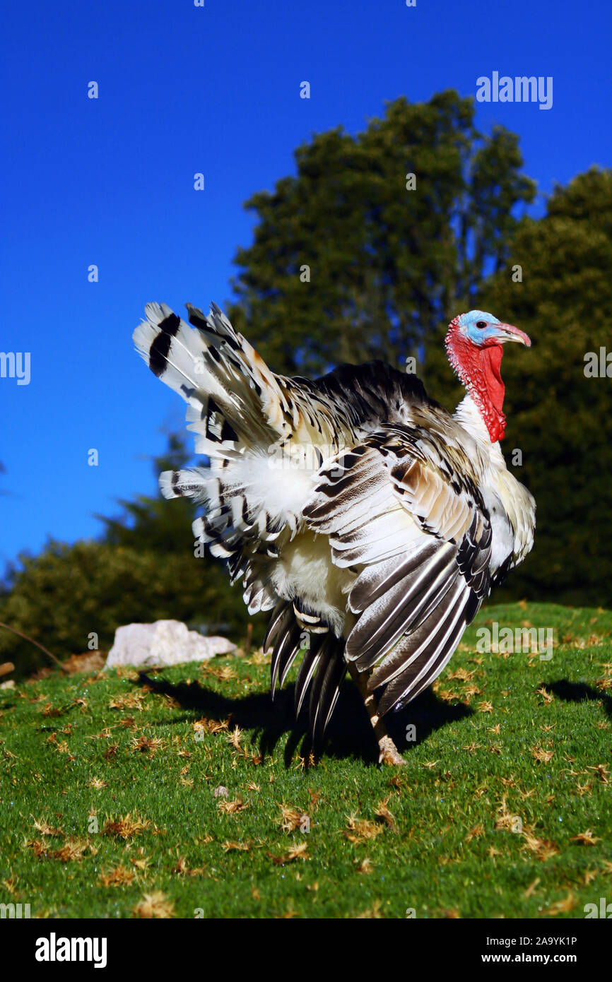 Beautiful turkey in the forest Stock Photo - Alamy