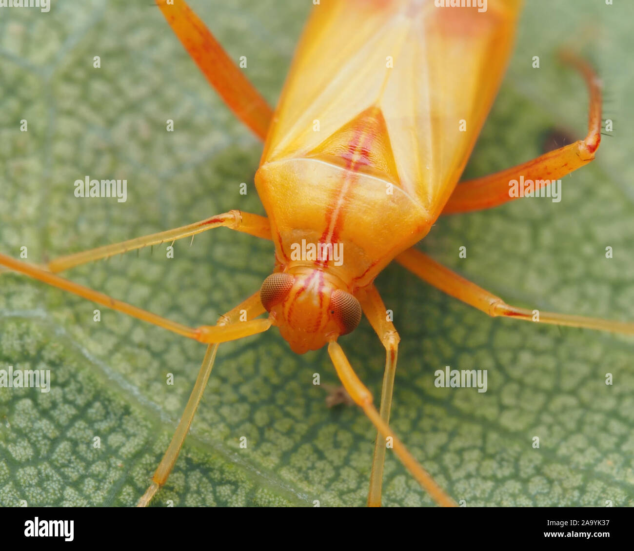 Close up of the head of a Megacoelum infusum mirid bug resting on oak ...