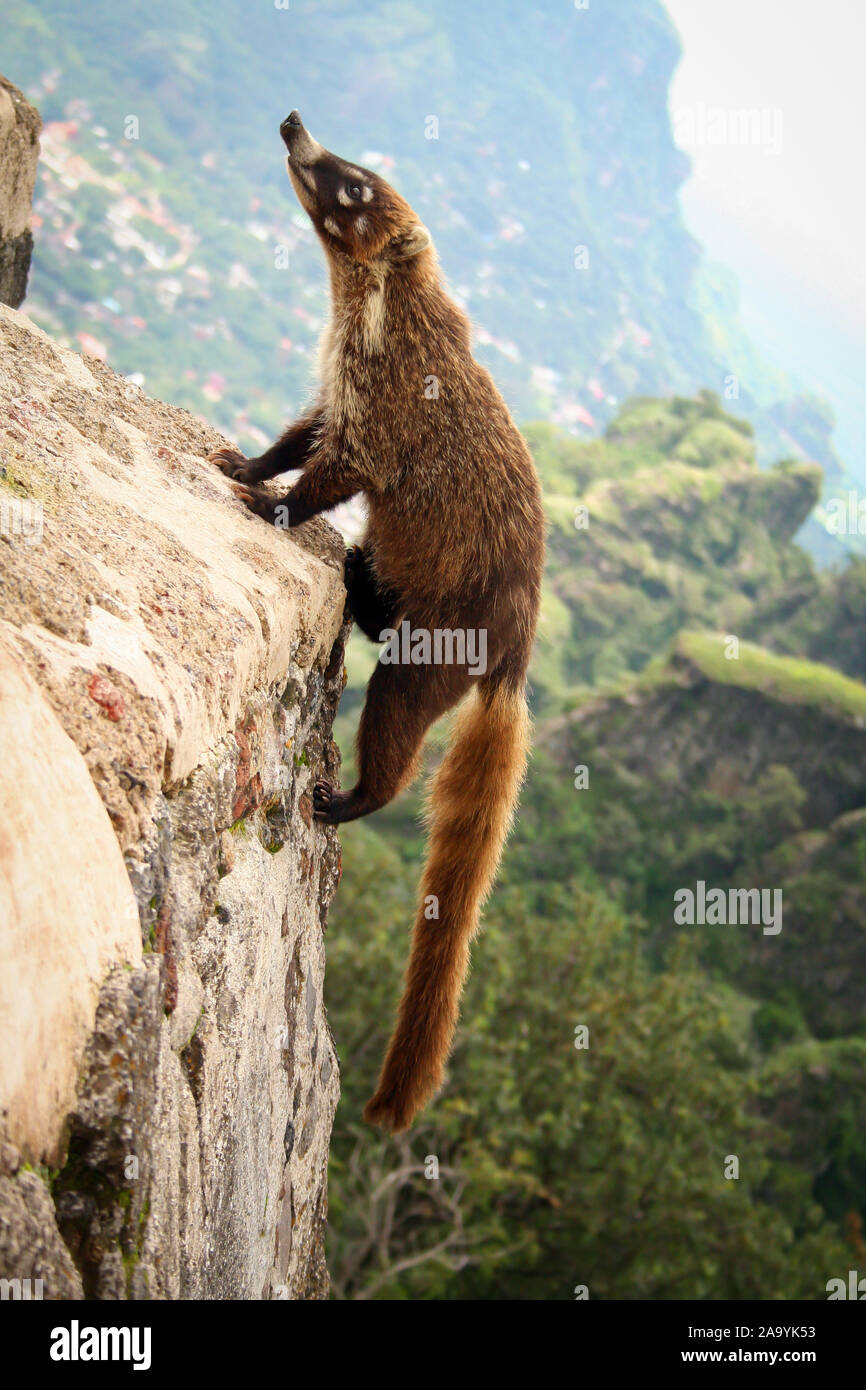 White nose coati climbing a pyramid in tepoztlan morelos mexico Stock ...