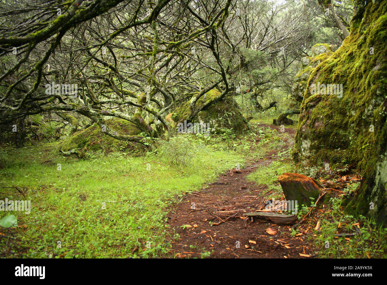 Green forest road with rocks and bushes Stock Photo - Alamy