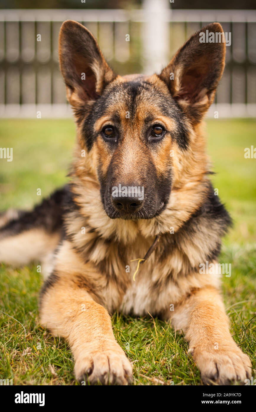 Most beautiful german shepherd hi-res stock photography and images - Alamy