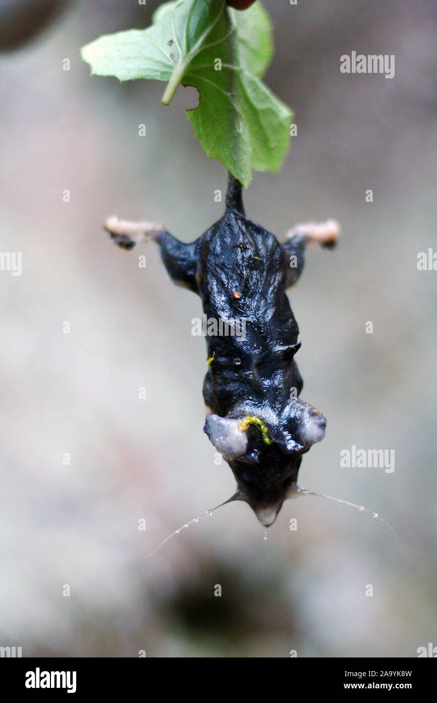 Wet mouse hi-res stock photography and images - Alamy