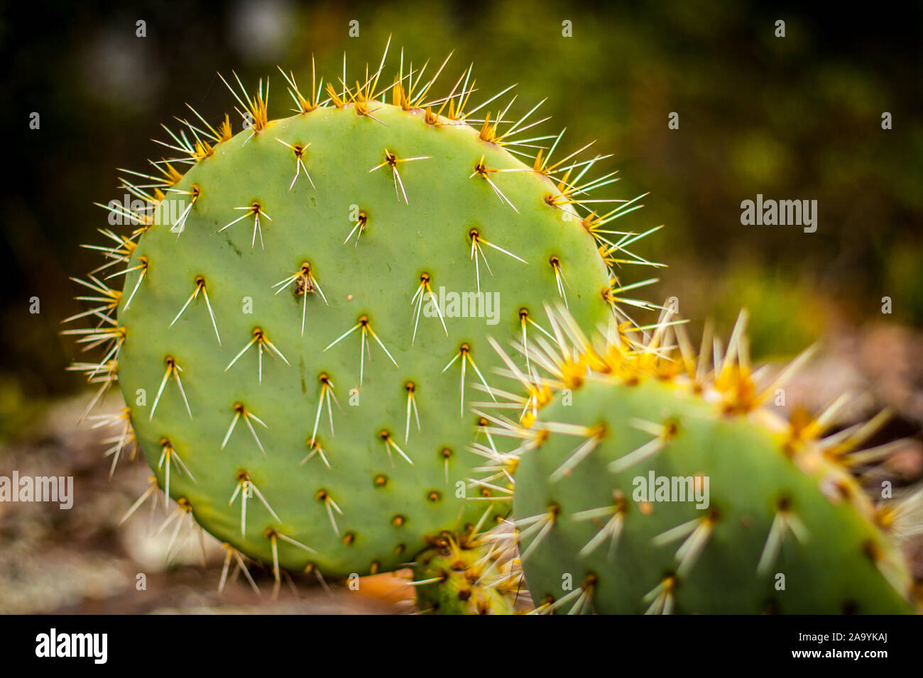 Close up of cactuses nopal Stock Photo - Alamy