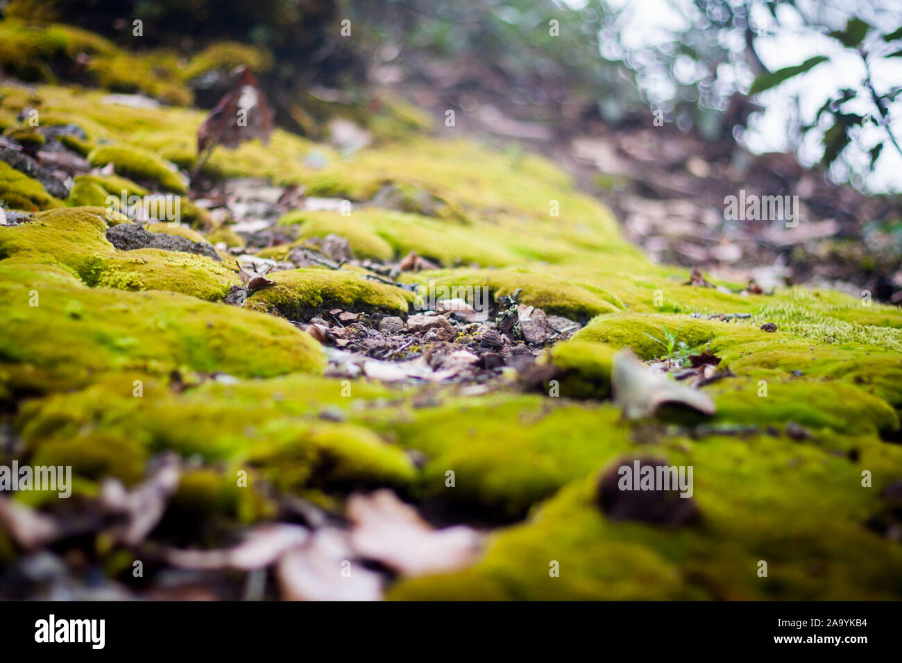 Green moss on the ground Stock Photo - Alamy