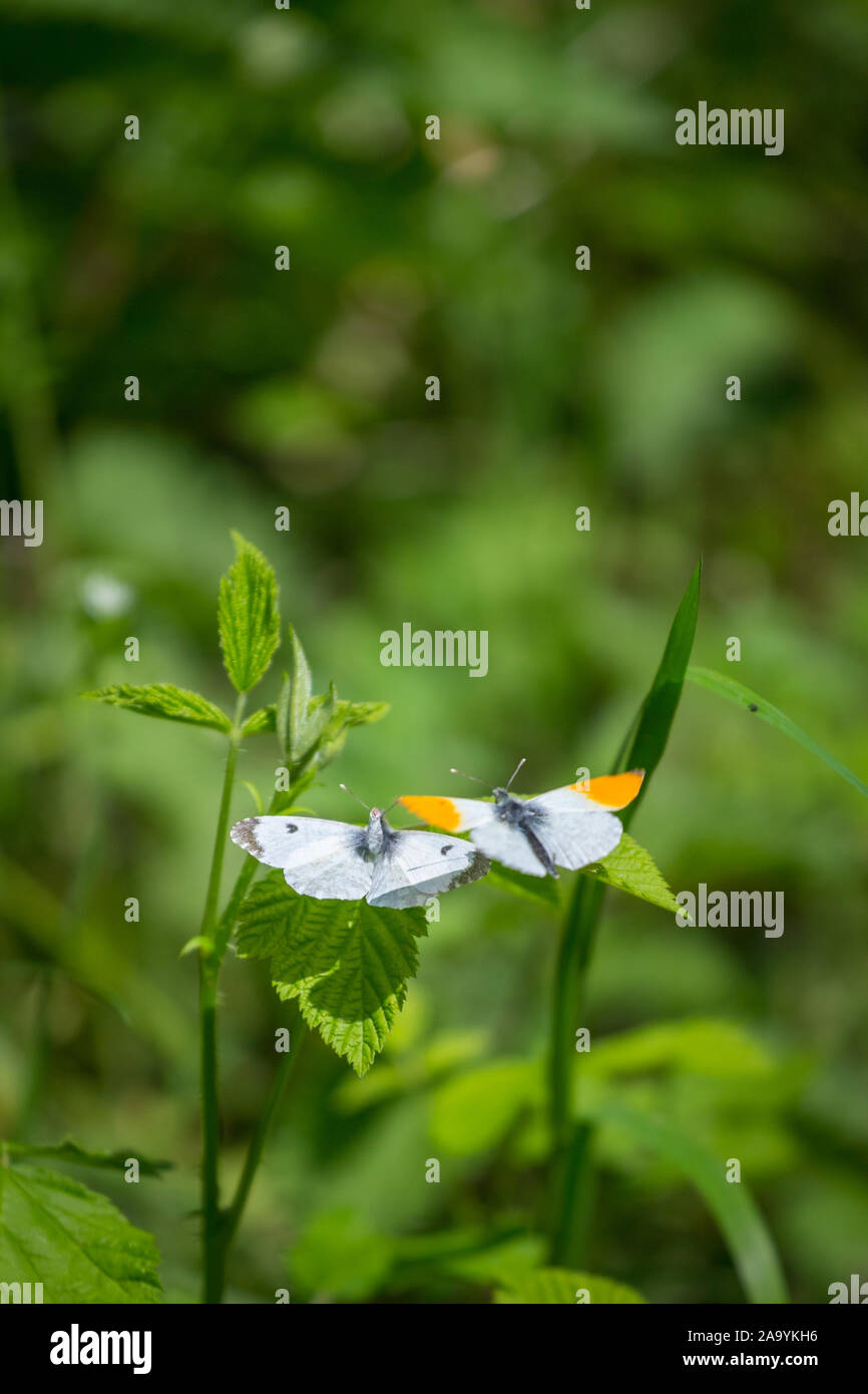 Two white butterflies, male with orange edge on wings, mate on a green ...