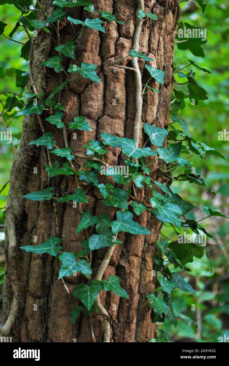 tree trunk with vines and ivy Stock Photo - Alamy