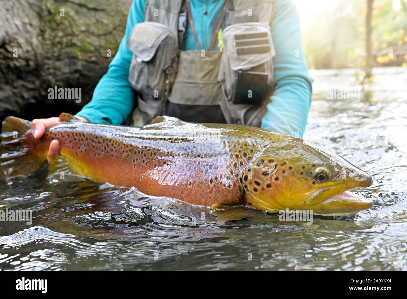 taking a big brown trout in the fly Stock Photo - Alamy