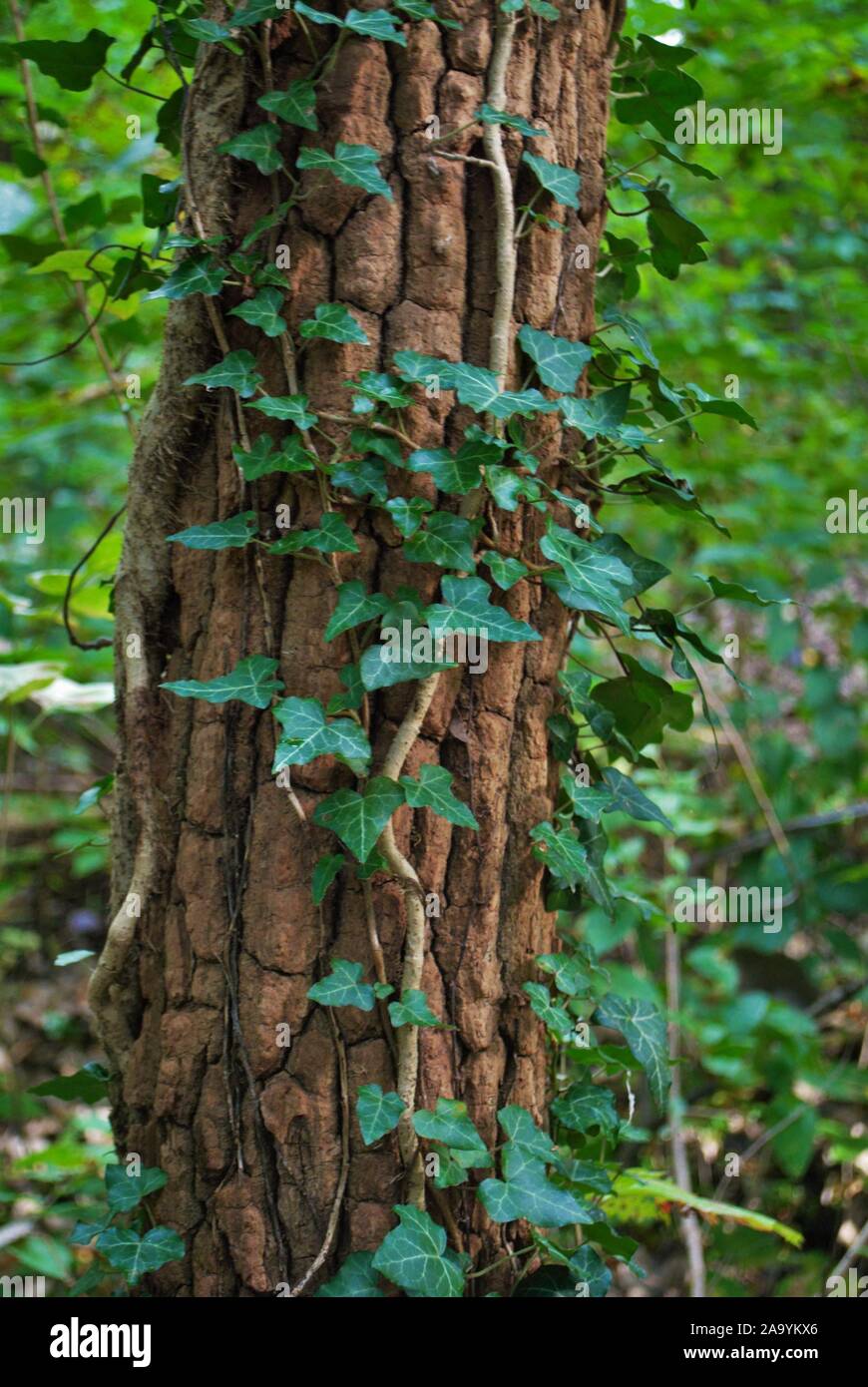 tree trunk with vines and ivy Stock Photo - Alamy