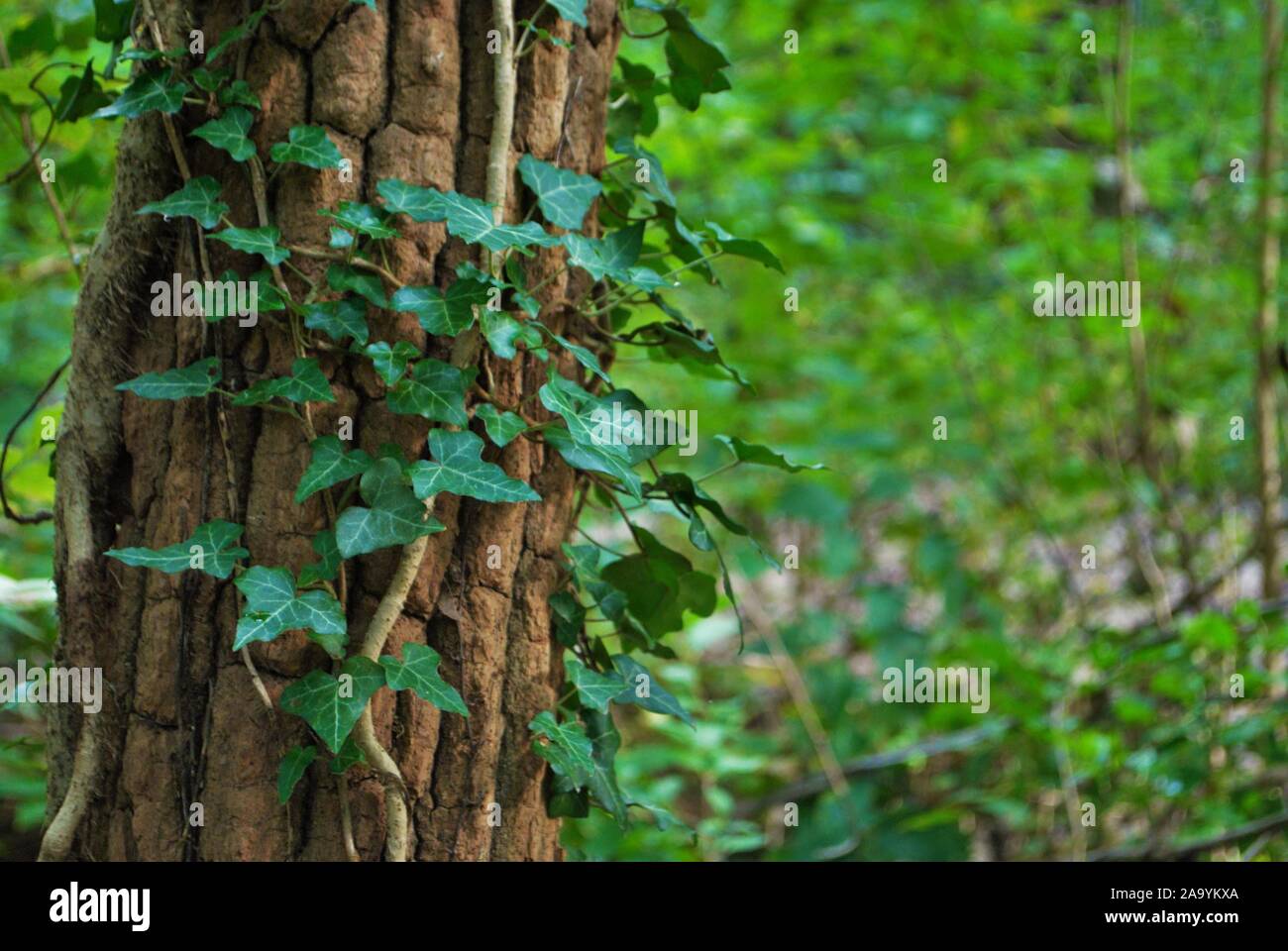 tree trunk with vines and ivy Stock Photo - Alamy