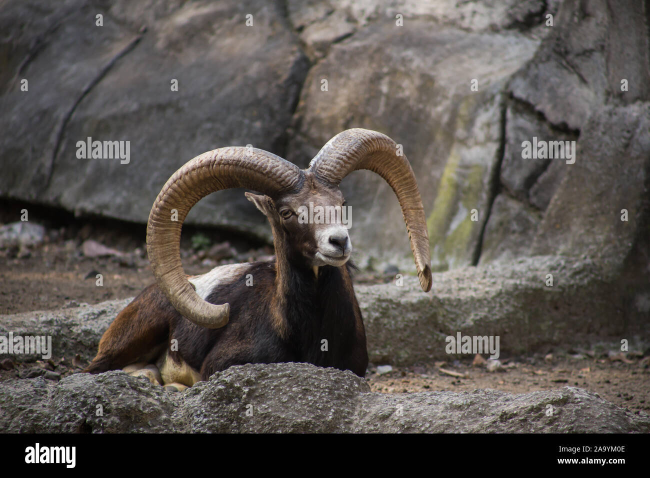 Bighorn sheep in Mexico City Zoo Stock Photo - Alamy