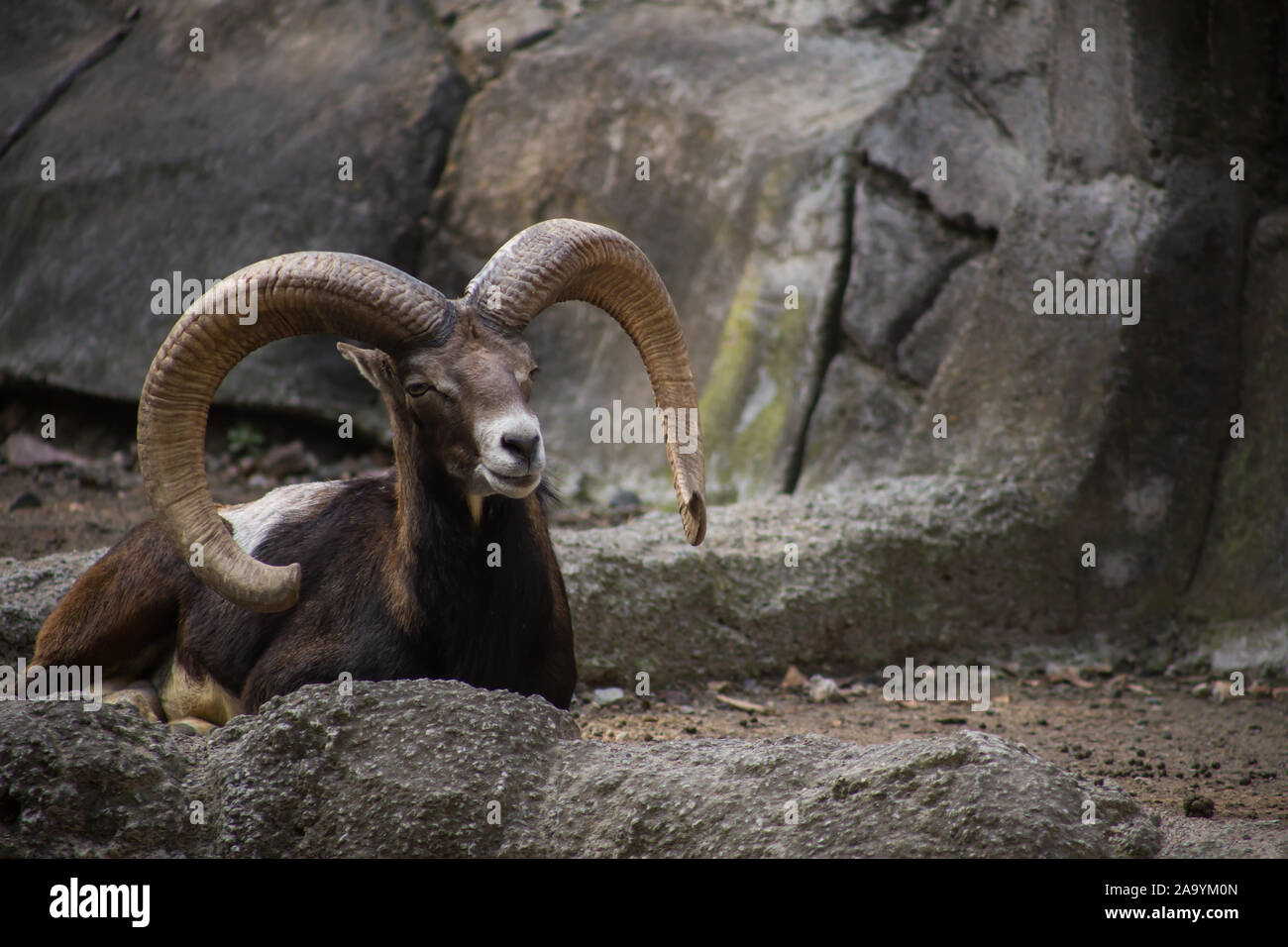 Bighorn sheep in Mexico City Zoo Stock Photo - Alamy