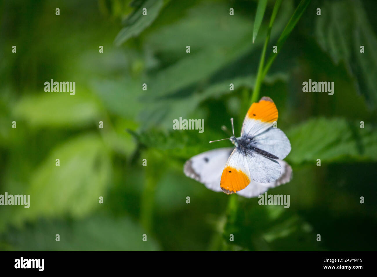 Two white butterflies, male with orange edge on wings, mate on a green ...