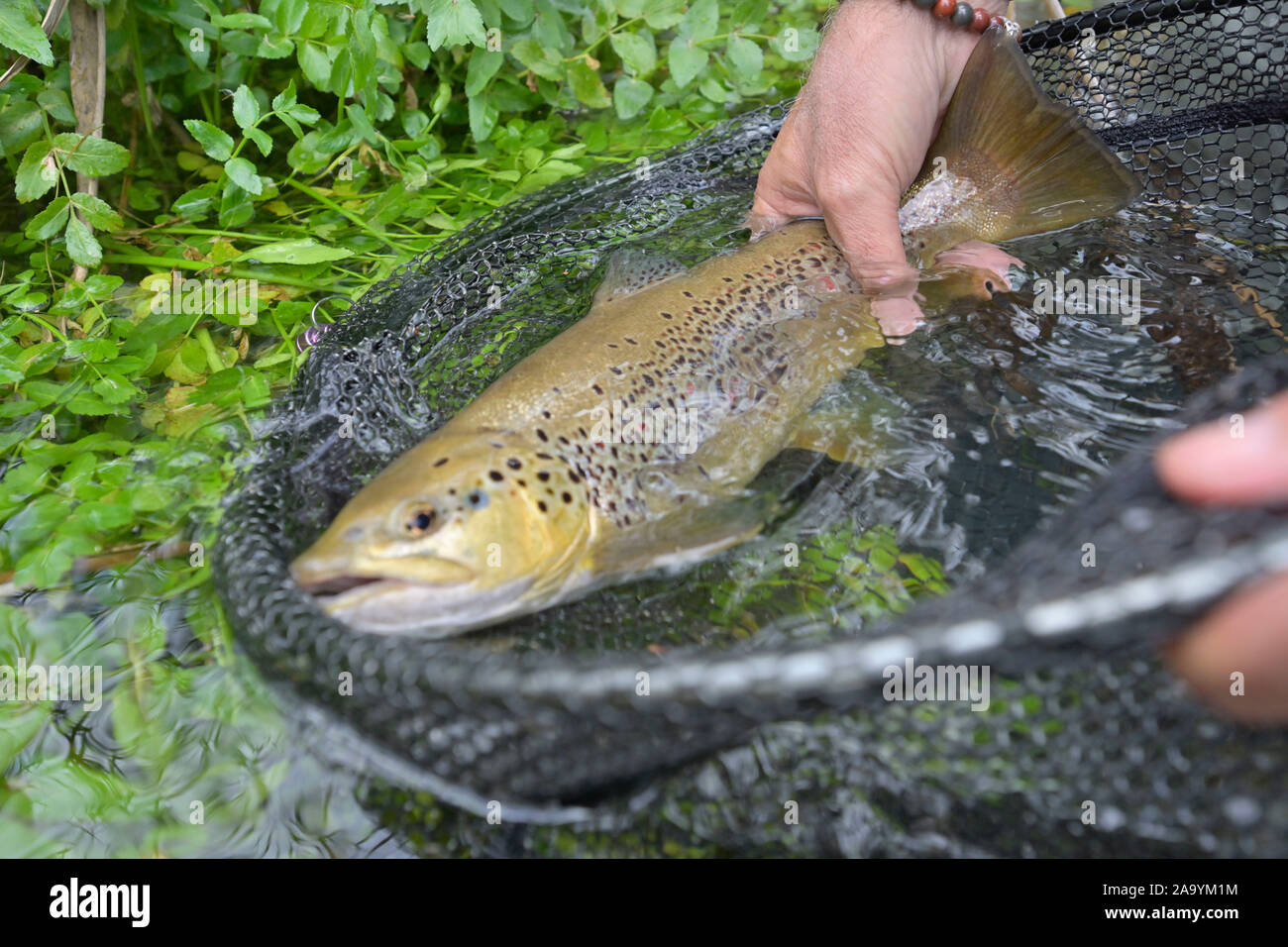 taking a big brown trout in the fly Stock Photo - Alamy