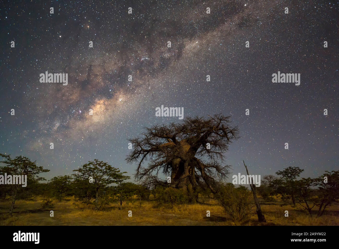 Large baobab tree under the milkyway Stock Photo - Alamy