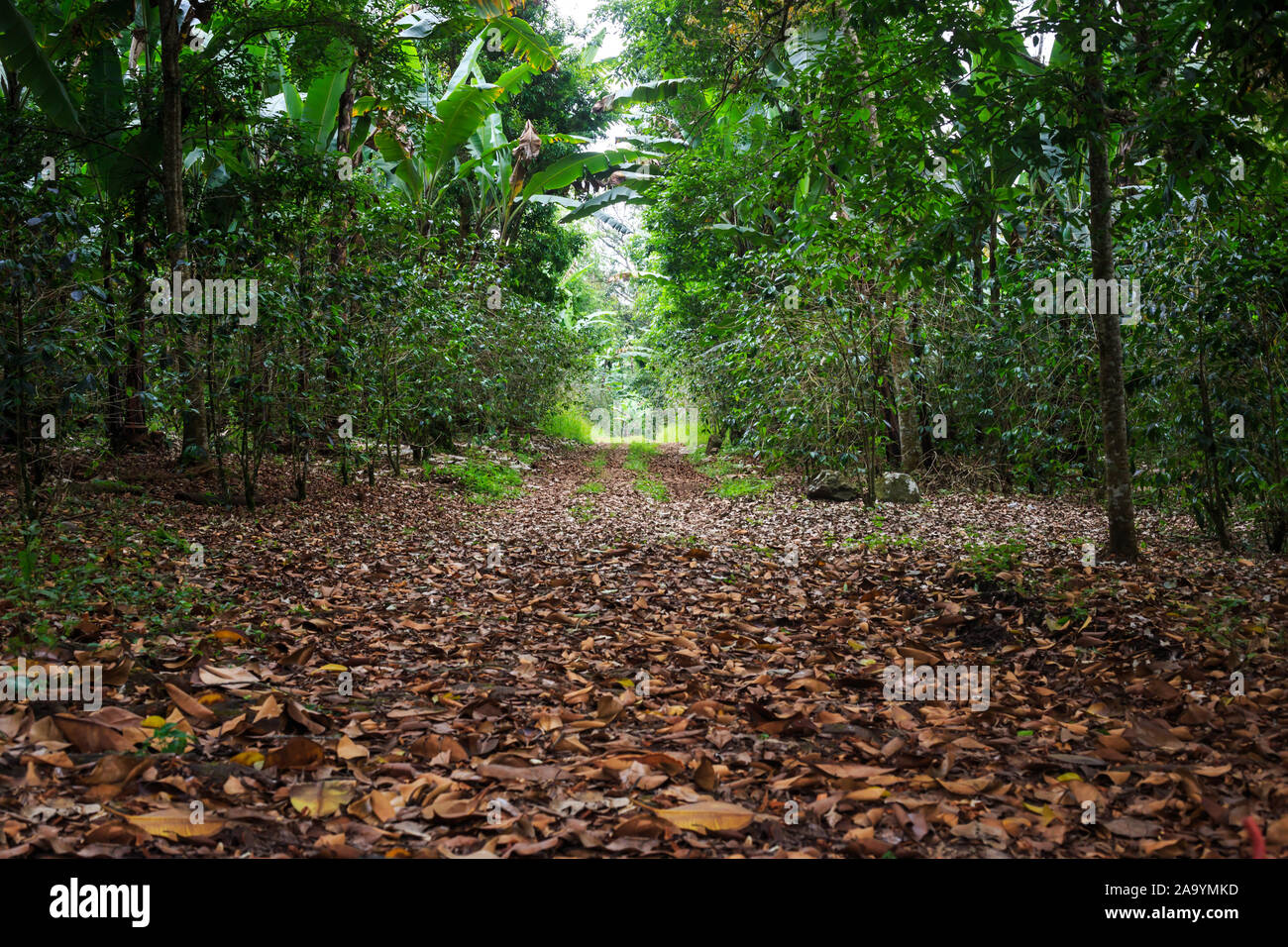 Walkway Lane Path With Green banana Trees in Rain Forest. Beautiful ...