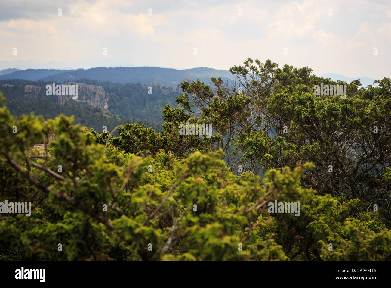 Mysterious forested hills hi-res stock photography and images - Alamy