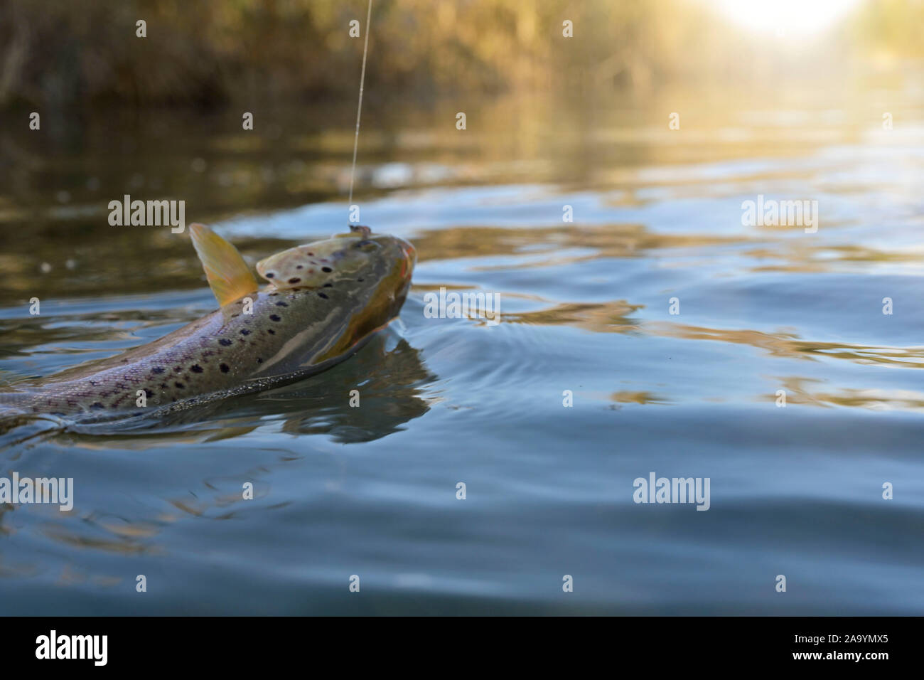 taking a big brown trout in the fly Stock Photo - Alamy