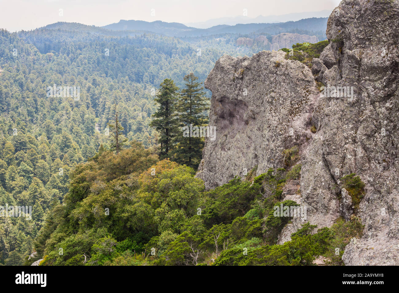 Forested mountain slope with the evergreen conifers in a scenic summer ...