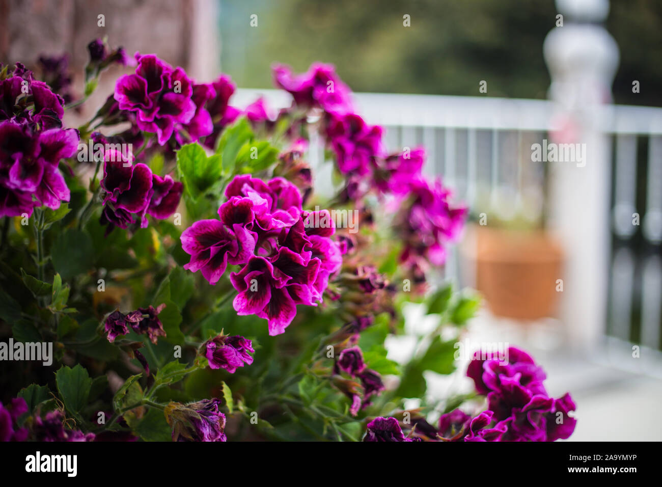 Pink bicolor geraniums in the home garden Stock Photo - Alamy
