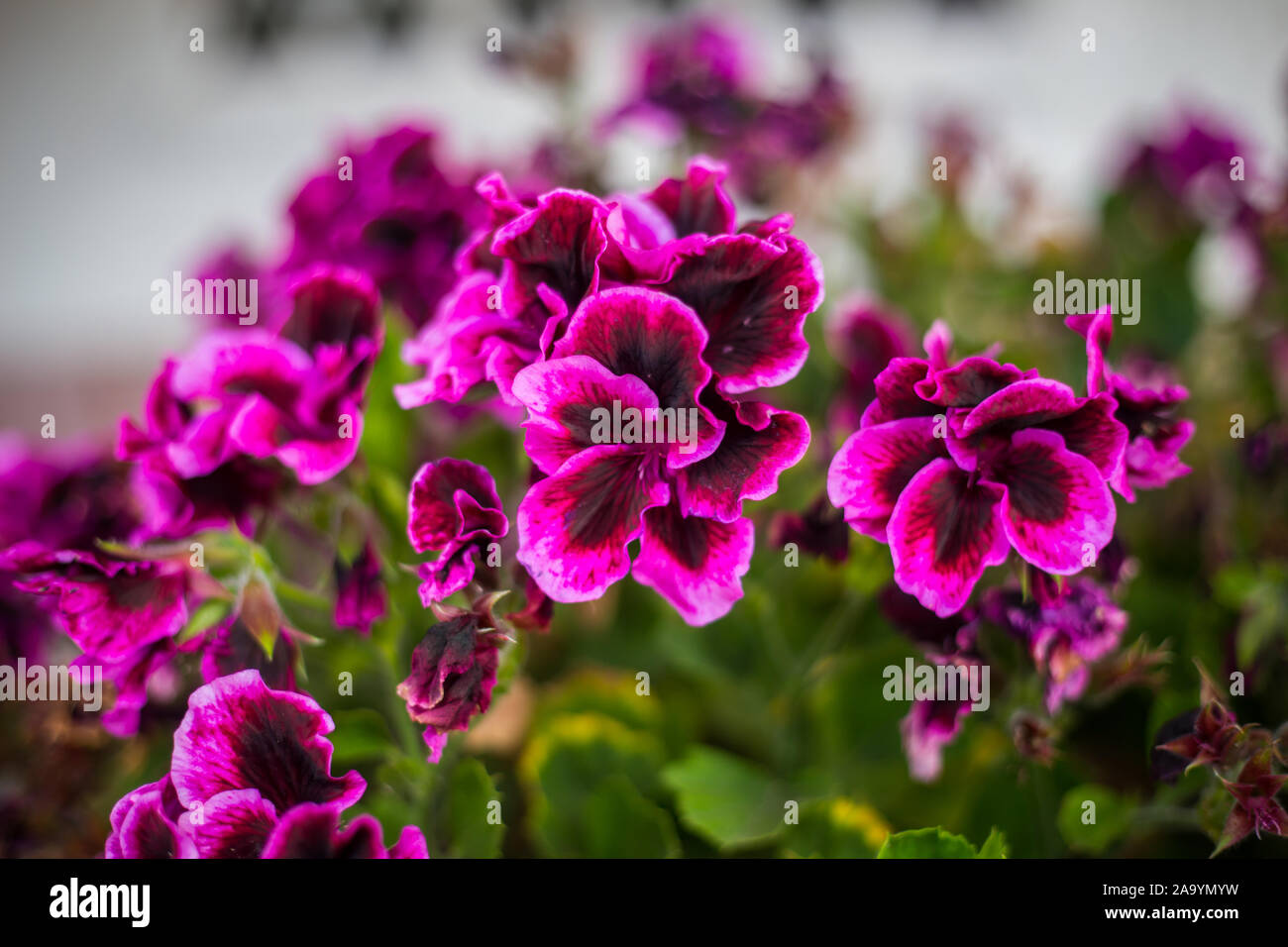 Pink bicolor geraniums in the home garden Stock Photo - Alamy