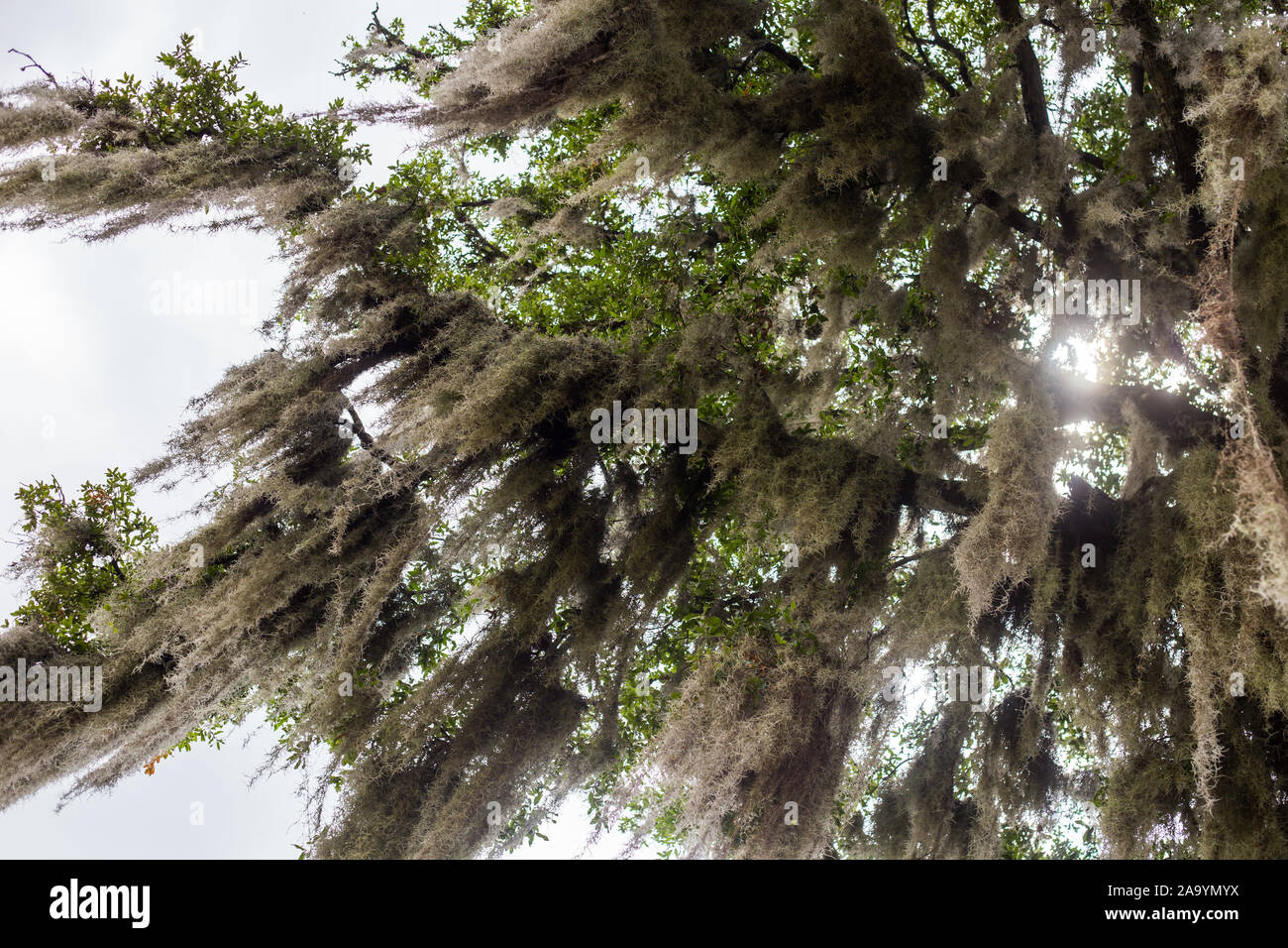 forest hey trees. nature green wood sunlight backgrounds Stock Photo ...