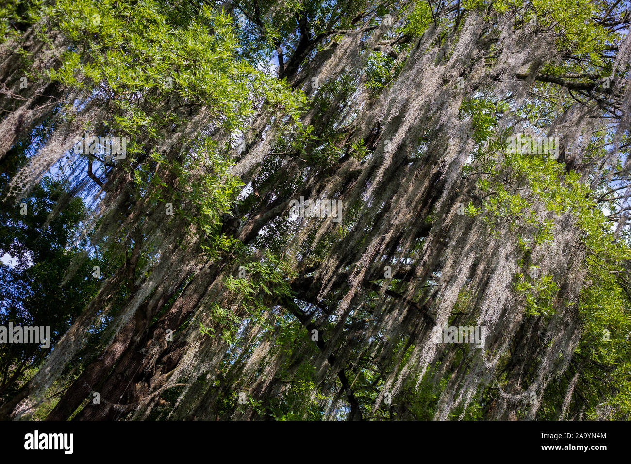 forest hey trees. nature green wood sunlight backgrounds Stock Photo ...