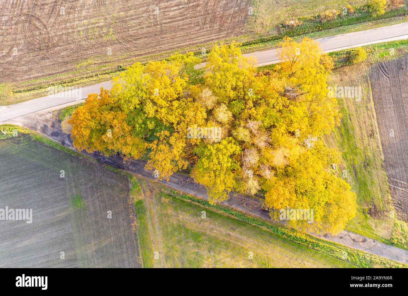 Trees groupe in shape of a triangle, farmland,autumnal foliage, near ...
