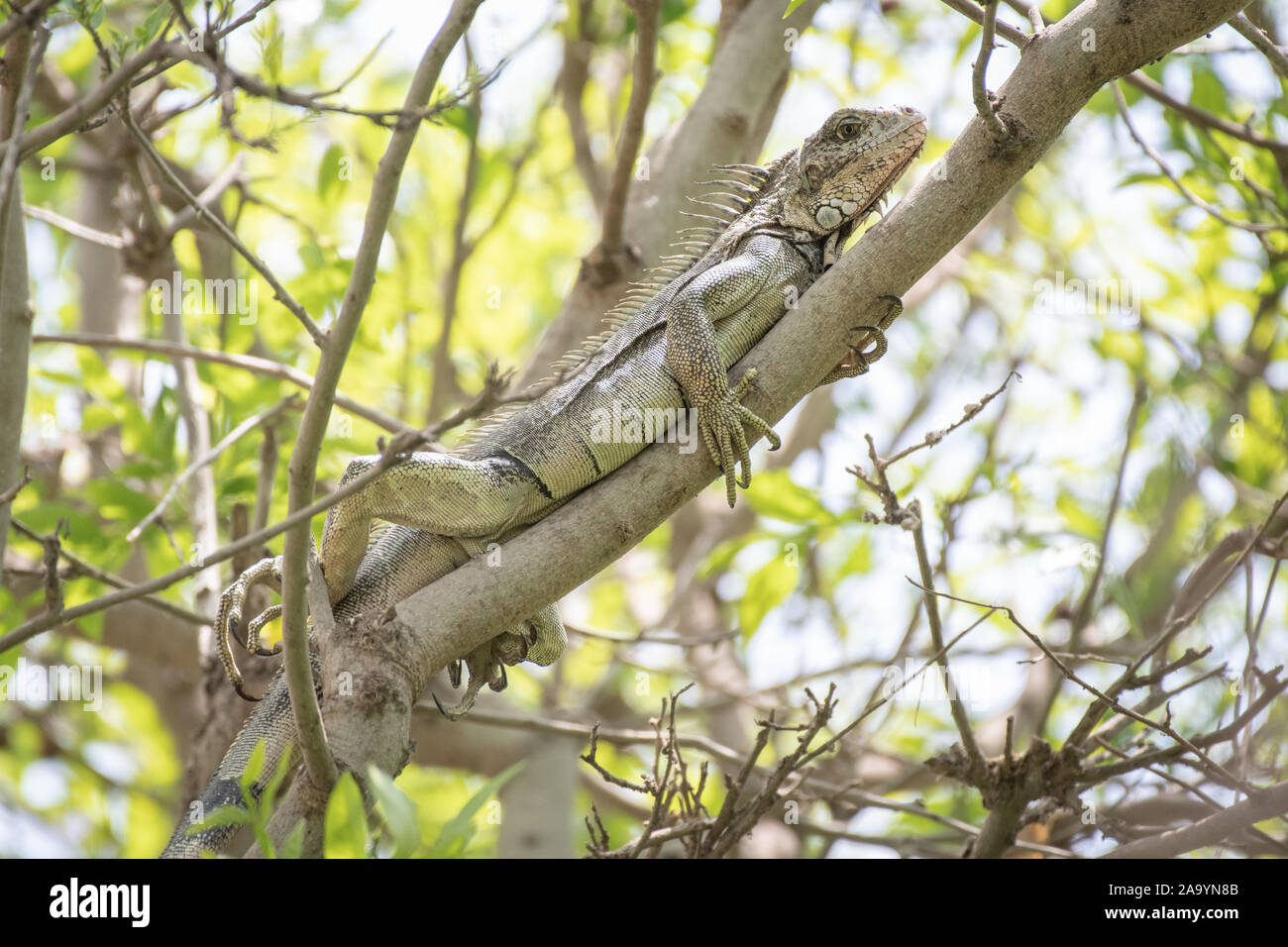 Green Iguana in Tree in Peru Stock Photo - Alamy