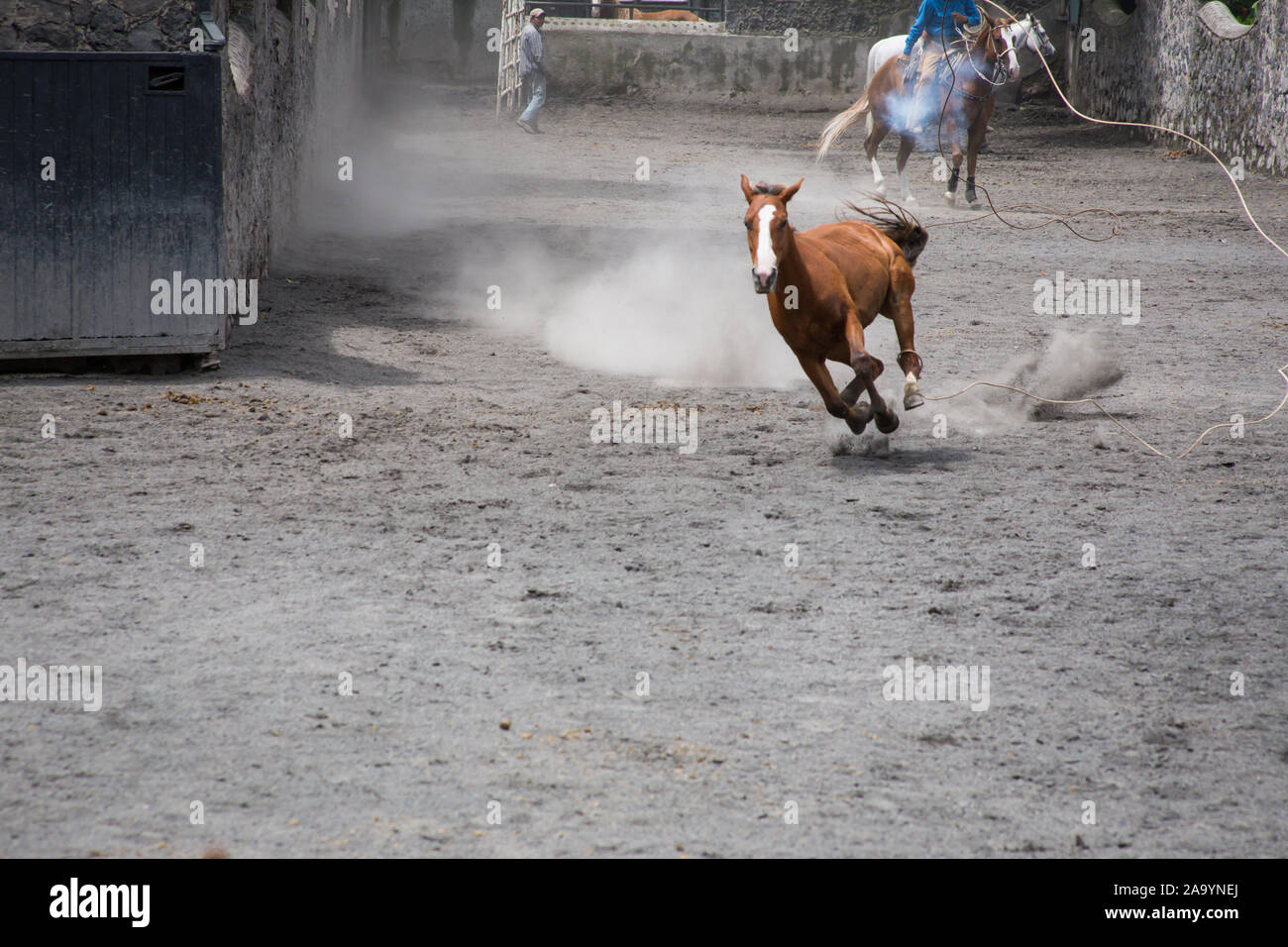 Traditional Rodeo Show in Mexico City Stock Photo - Alamy